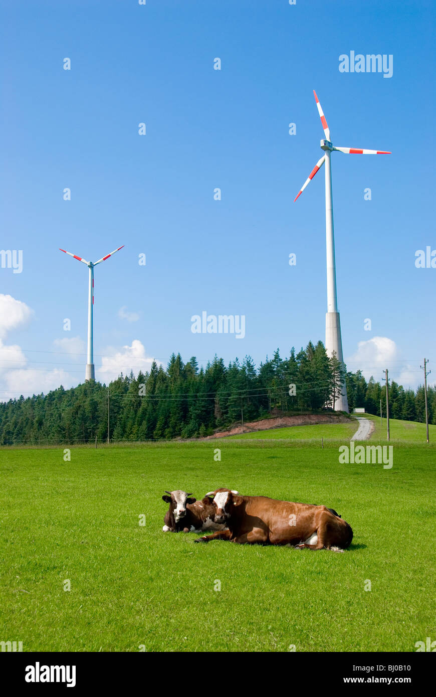 Cows rest in front of Wind Farm in Moosenmattle, Wolfach, Germany Stock ...