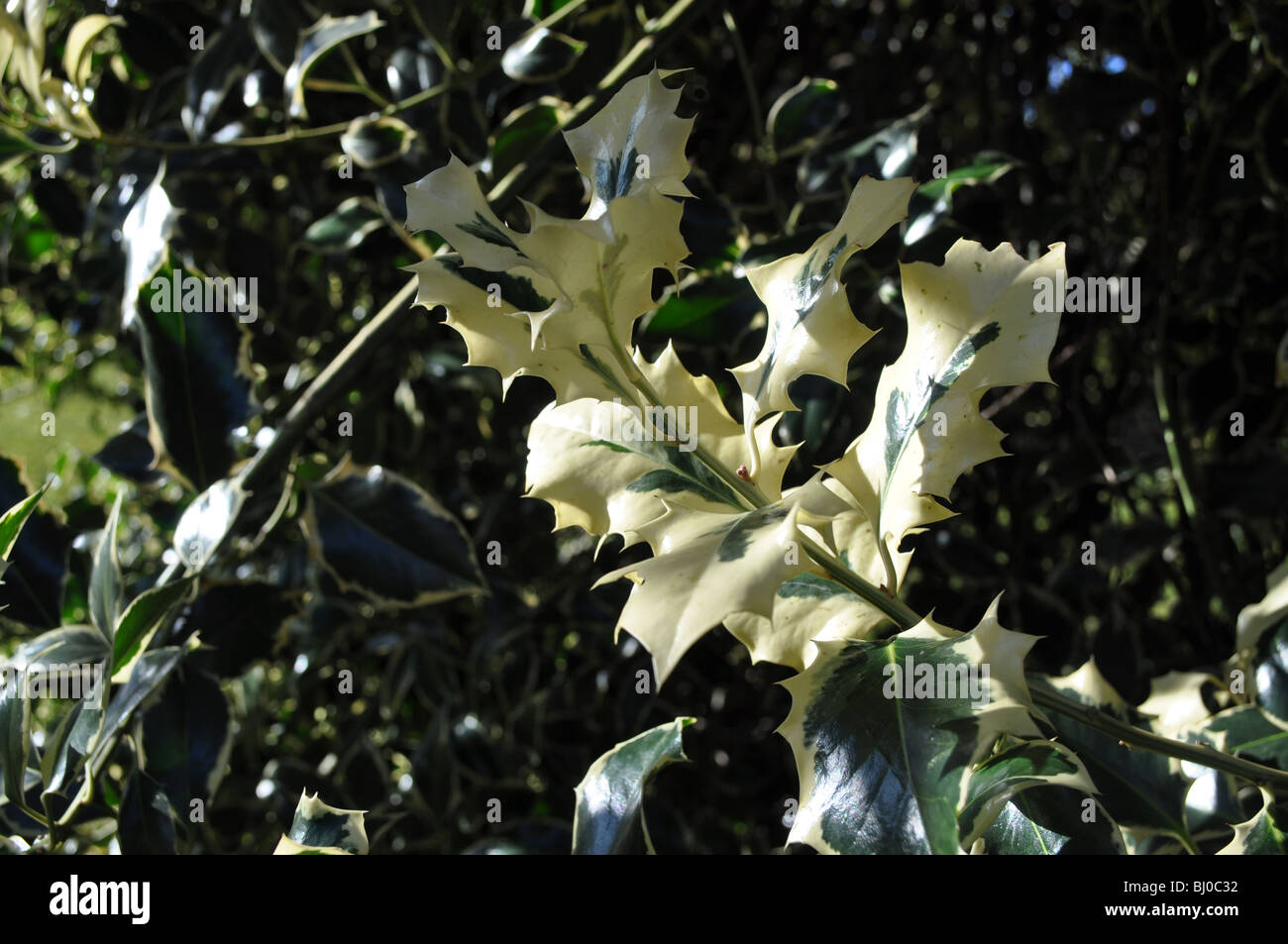 White holly leaves Stock Photo - Alamy