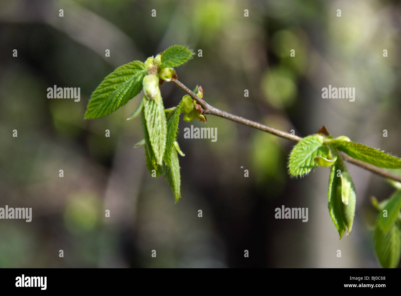 Elm leaves hi-res stock photography and images - Alamy