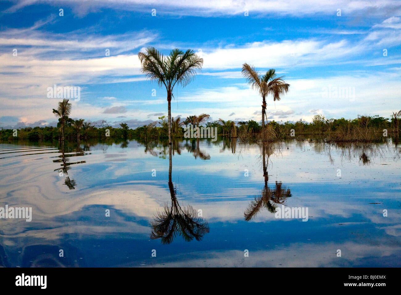 The Amazon Rainforest of Peru is highly biodiverse and its rare animals ...