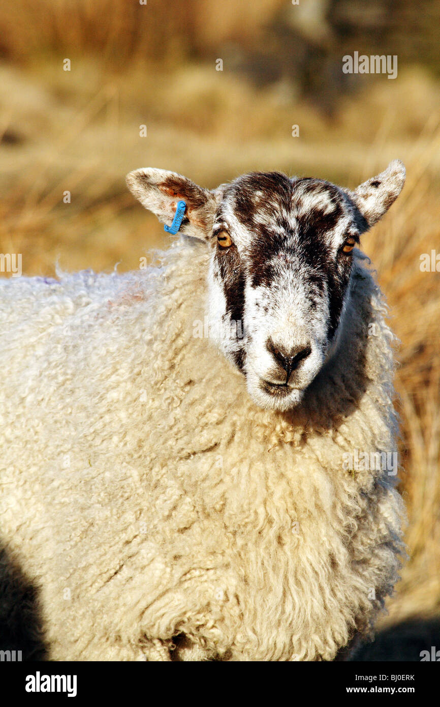Sheep breeds hi-res stock photography and images - Alamy
