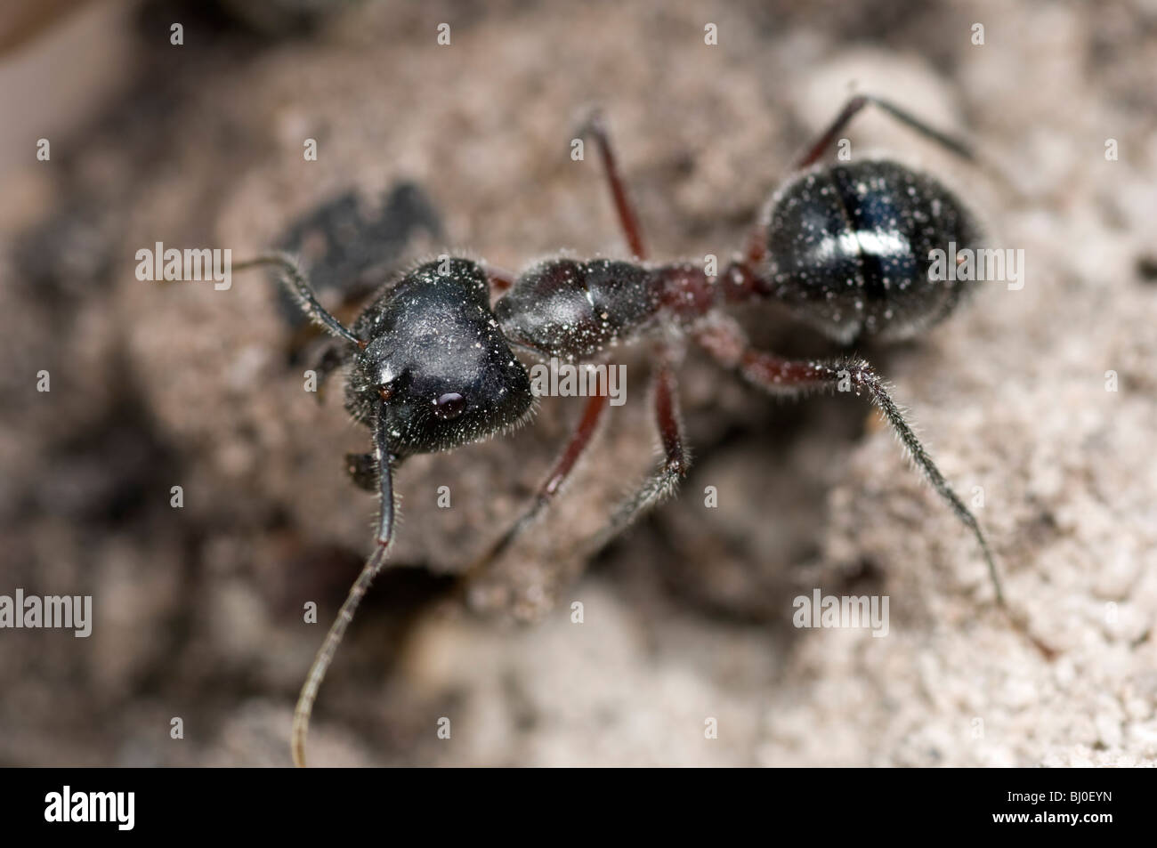 Sugar ant soldier Stock Photo - Alamy