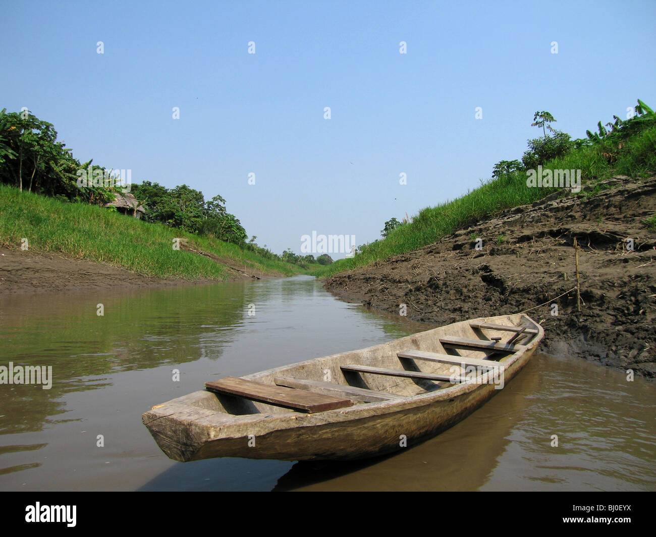 The Amazon Rainforest of Peru is highly biodiverse and its rare animals ...