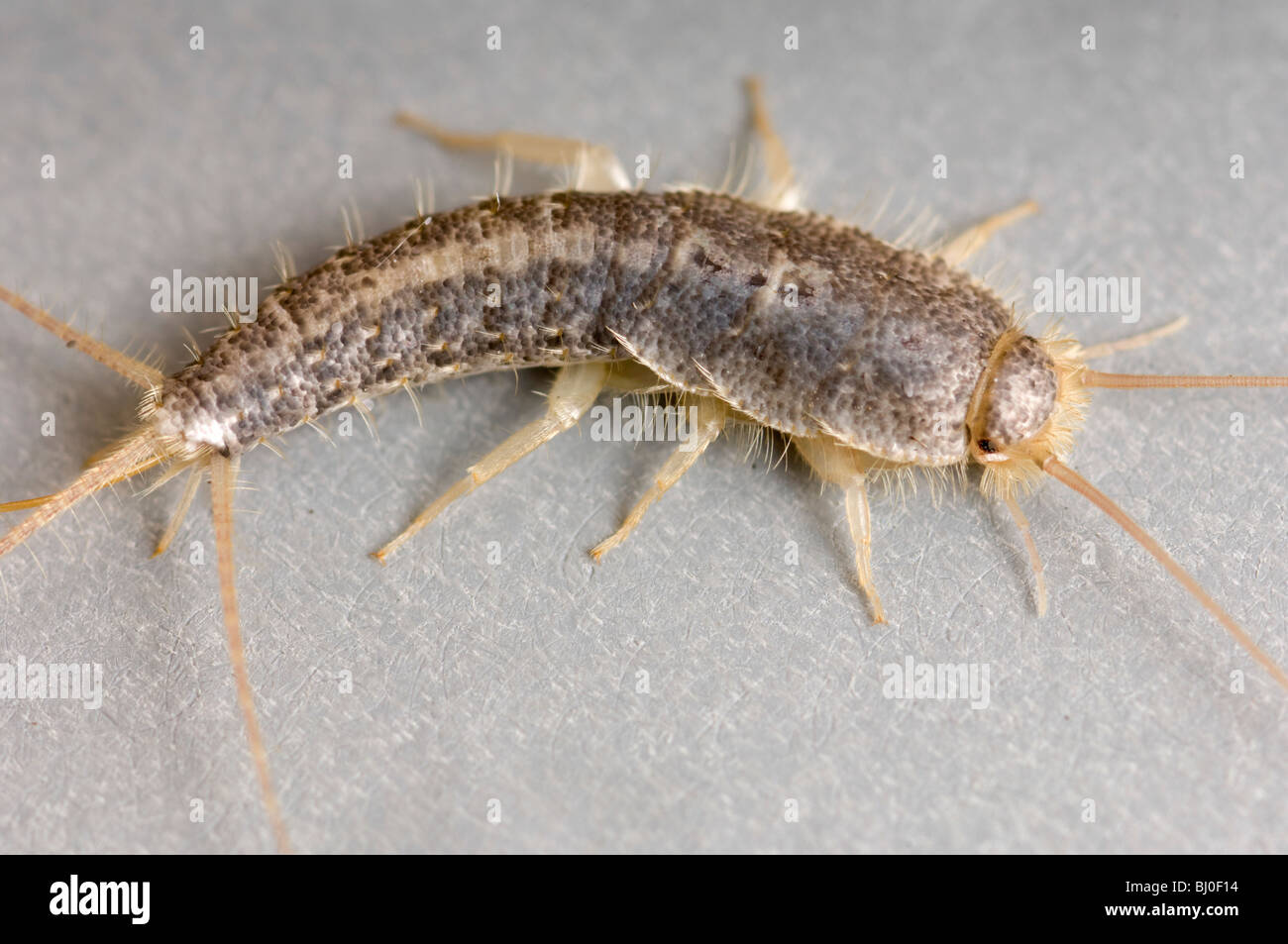 Silverfish hi-res stock photography and images - Alamy