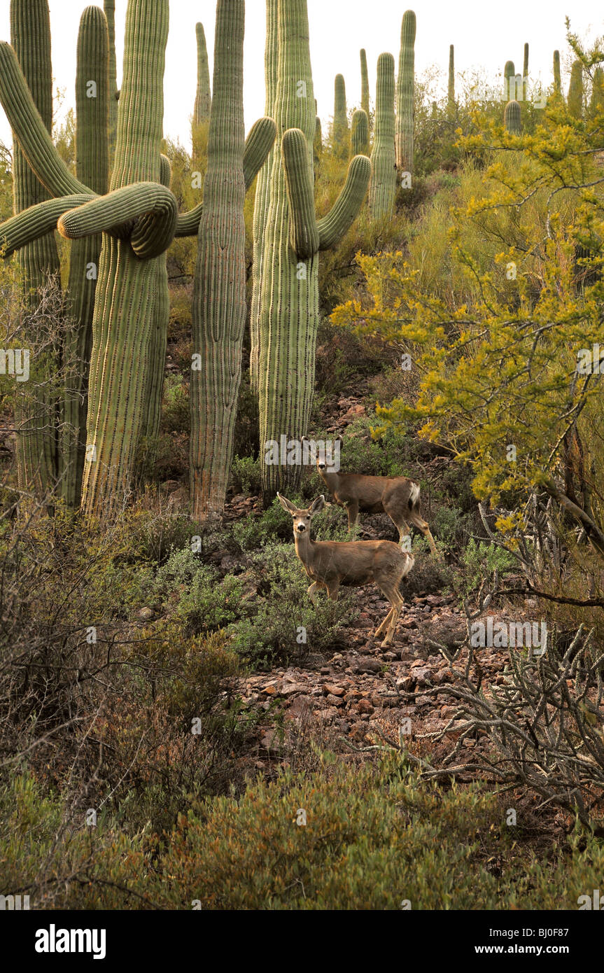 Mule deer, (Odocoileus hemionus), in the Tucson Mountains at Tucson ...