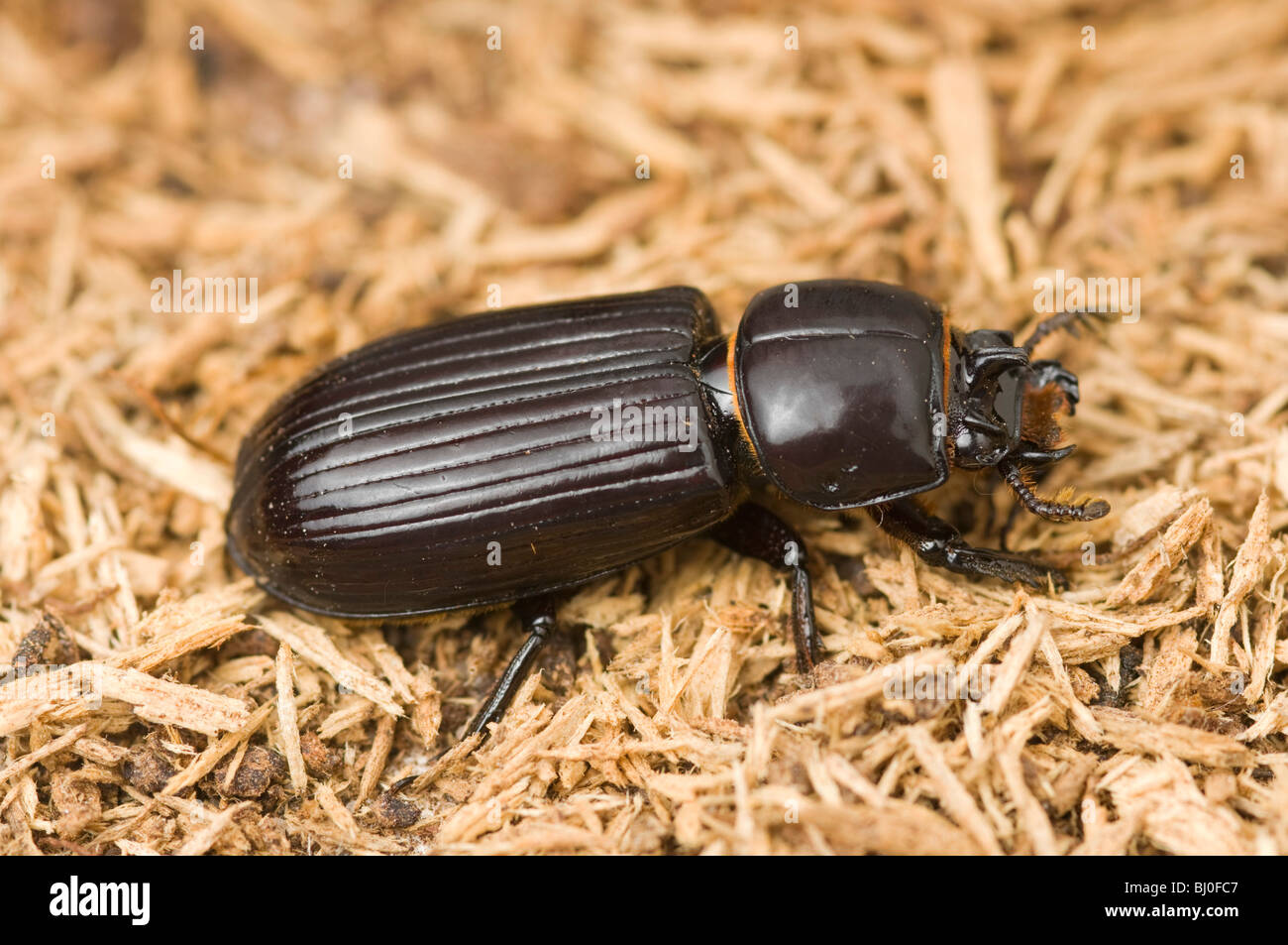 Passalidae Beetle High Resolution Stock Photography and Images - Alamy