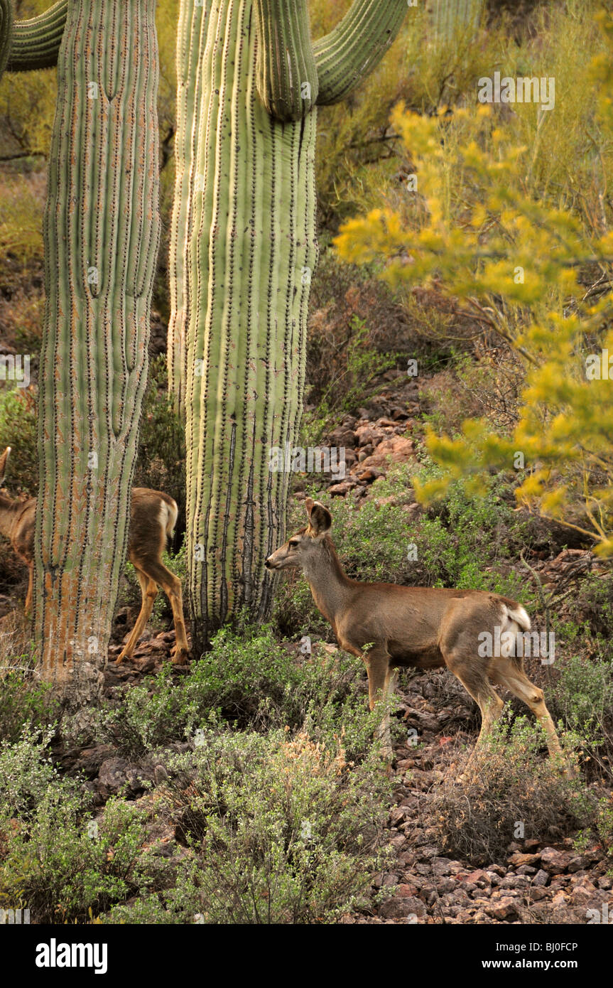 Mule deer, (Odocoileus hemionus), in the Tucson Mountains at Tucson ...