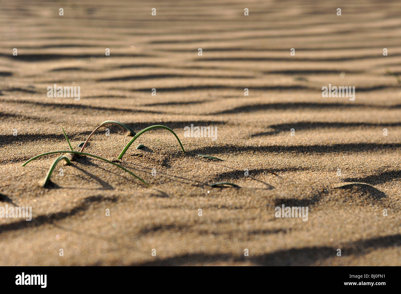 Maspalomas sand dune hi-res stock photography and images - Alamy