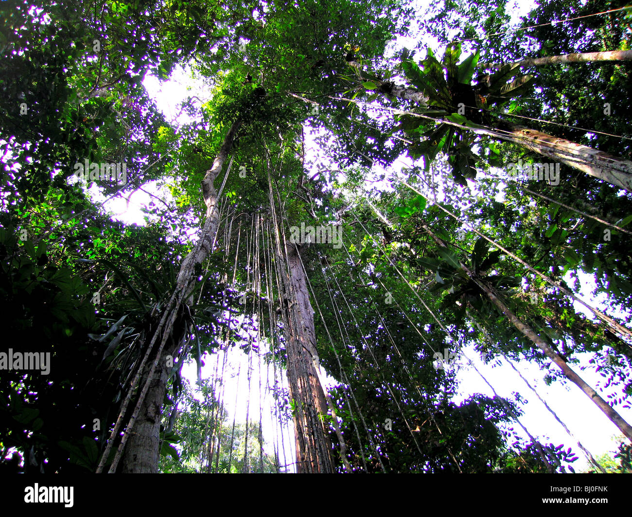 The Amazon Rainforest of Peru is highly biodiverse and its rare animals ...