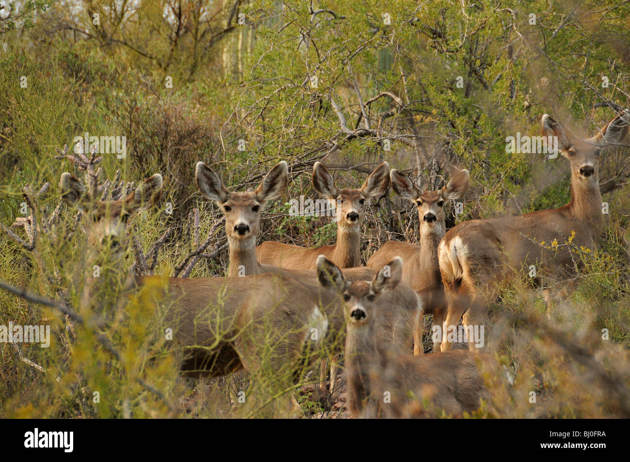 Mule deer males hi-res stock photography and images - Alamy