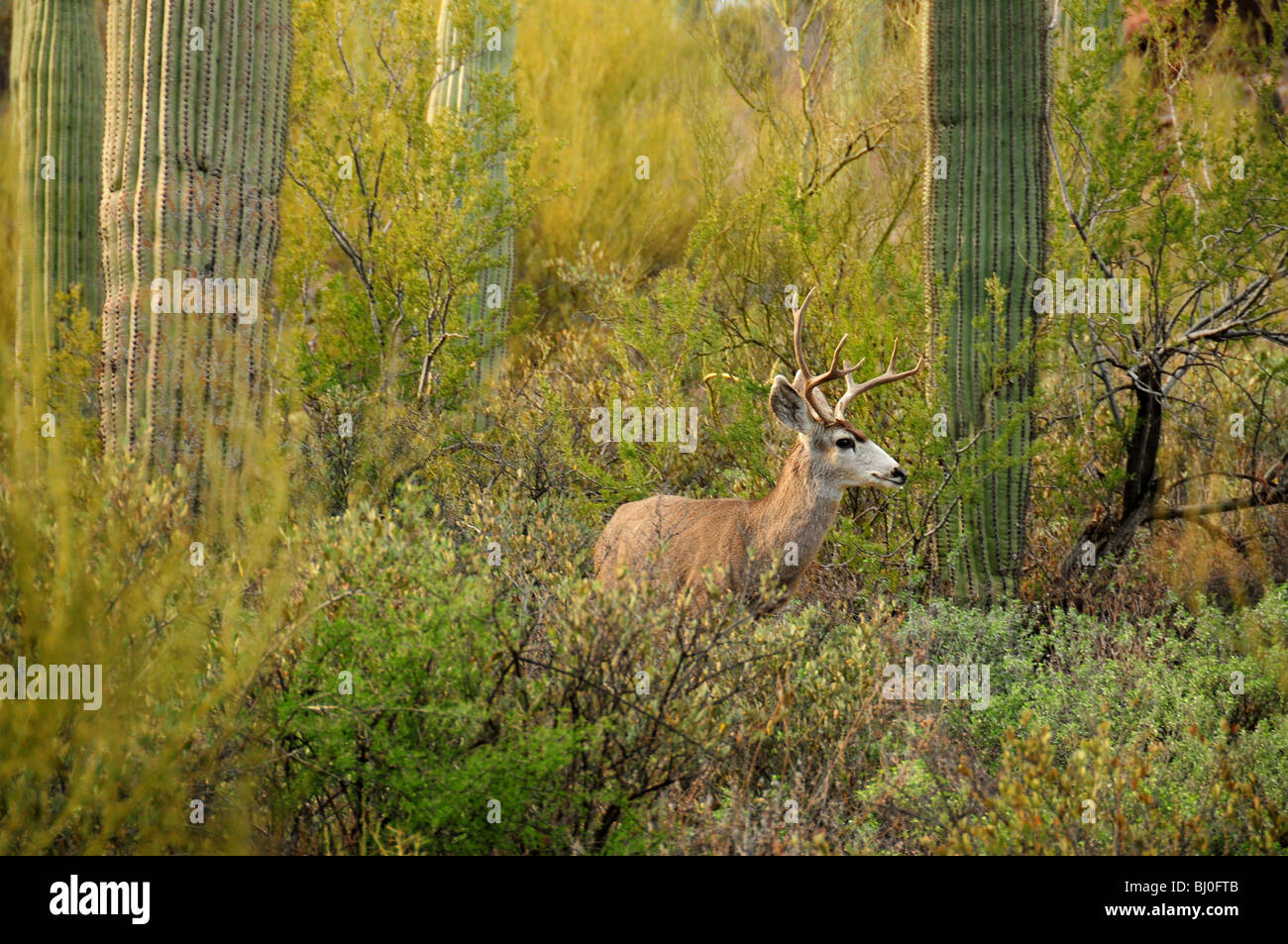 Mule deer, (Odocoileus hemionus), in the Tucson Mountains at Tucson ...