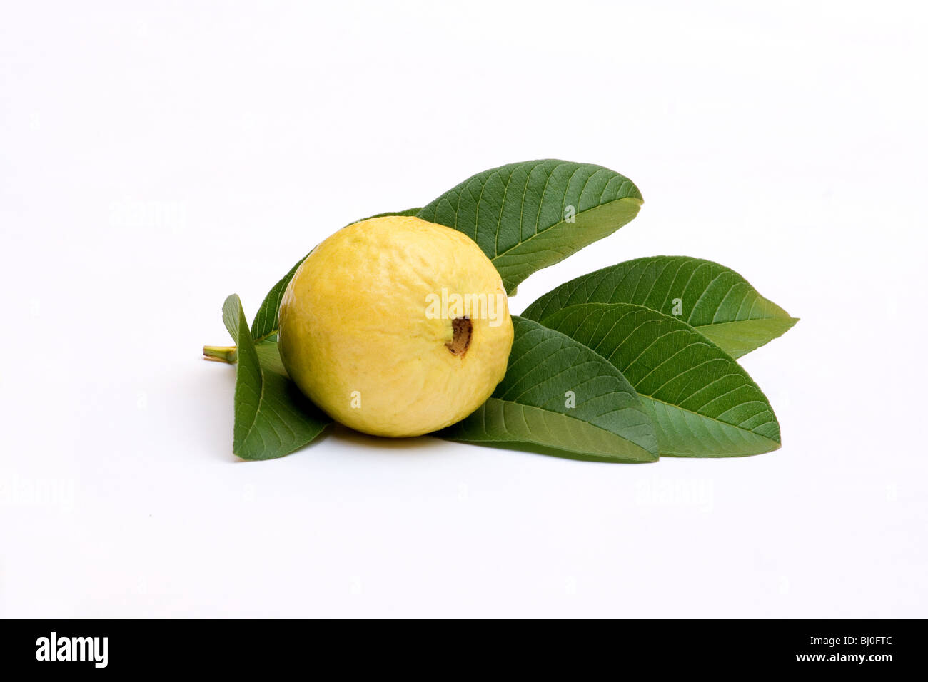 Close-up of fresh guava and leaves over white background Stock Photo ...