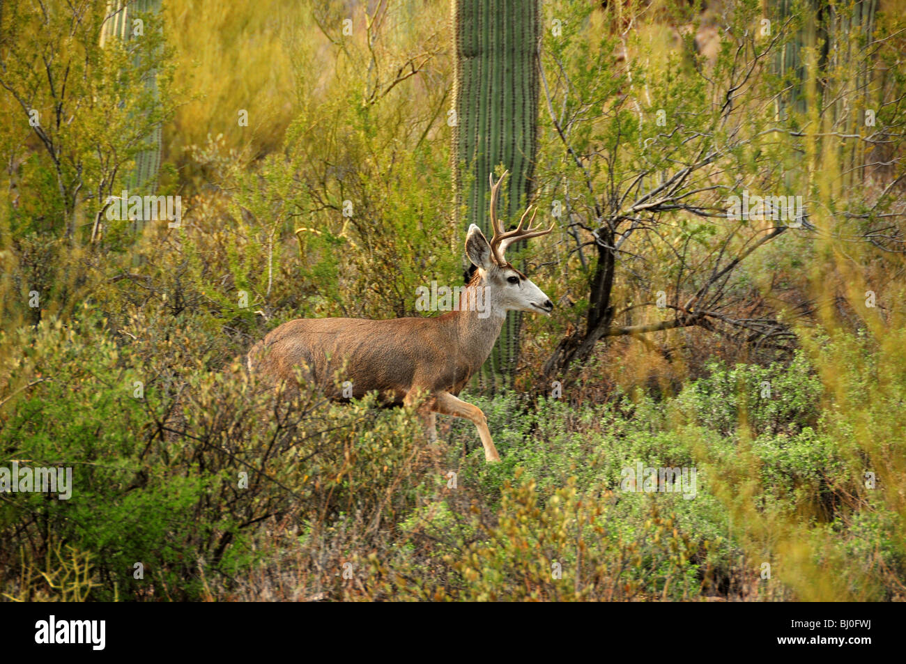 Mule deer, (Odocoileus hemionus), in the Tucson Mountains at Tucson ...