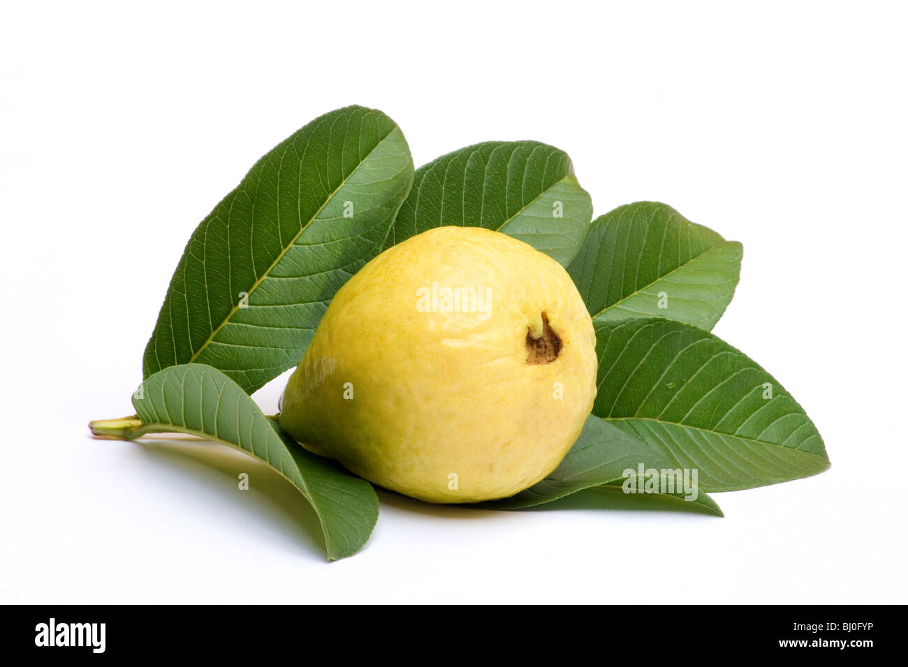 Close-up of fresh guava and leaves over white background Stock Photo ...