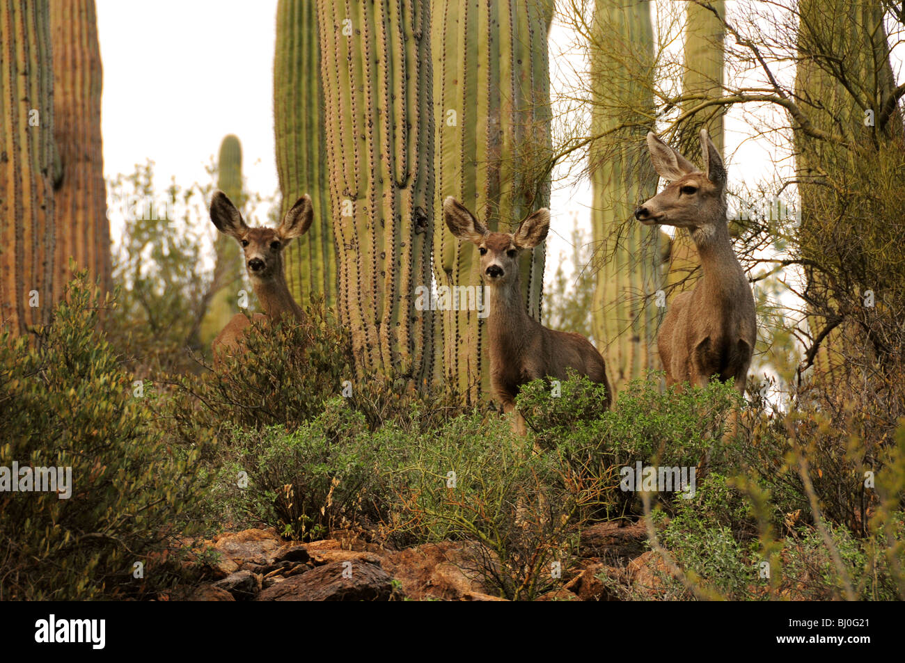 Mule deer, (Odocoileus hemionus), in the Tucson Mountains at Tucson ...