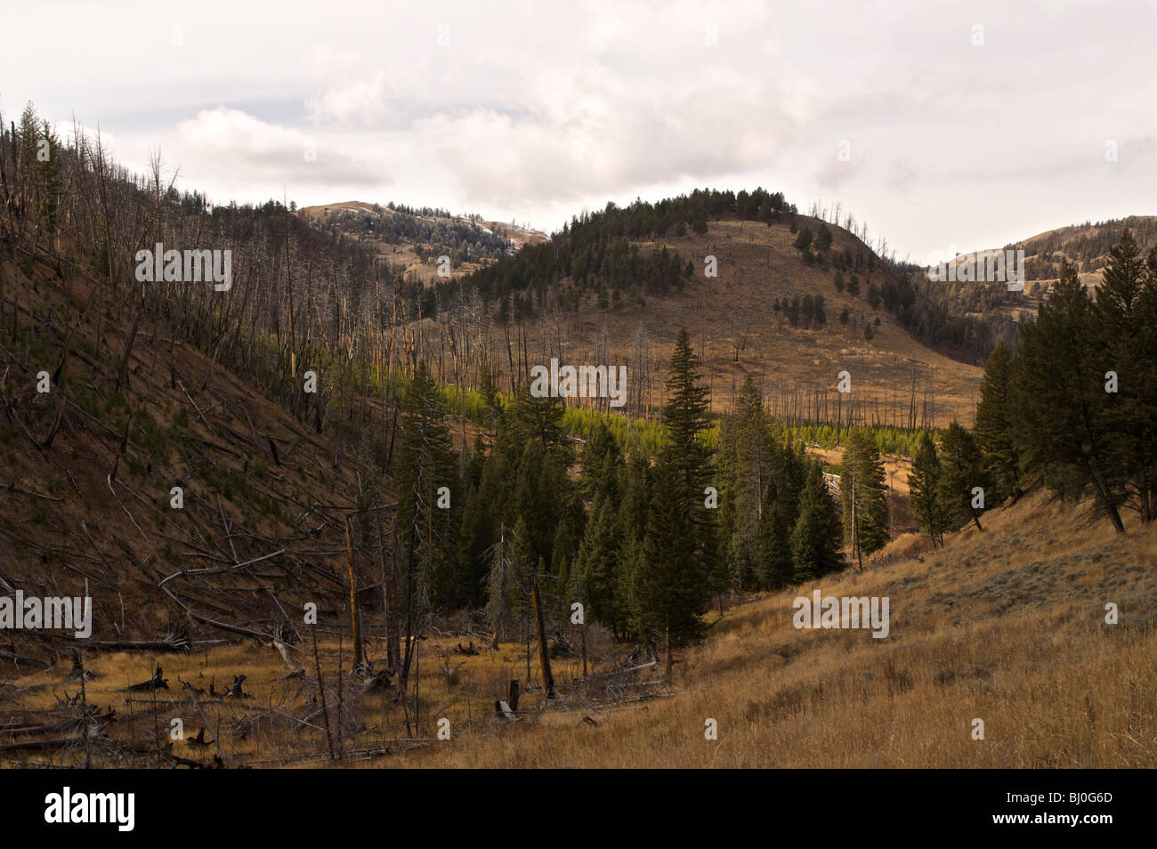 Burned evergreens hi-res stock photography and images - Alamy