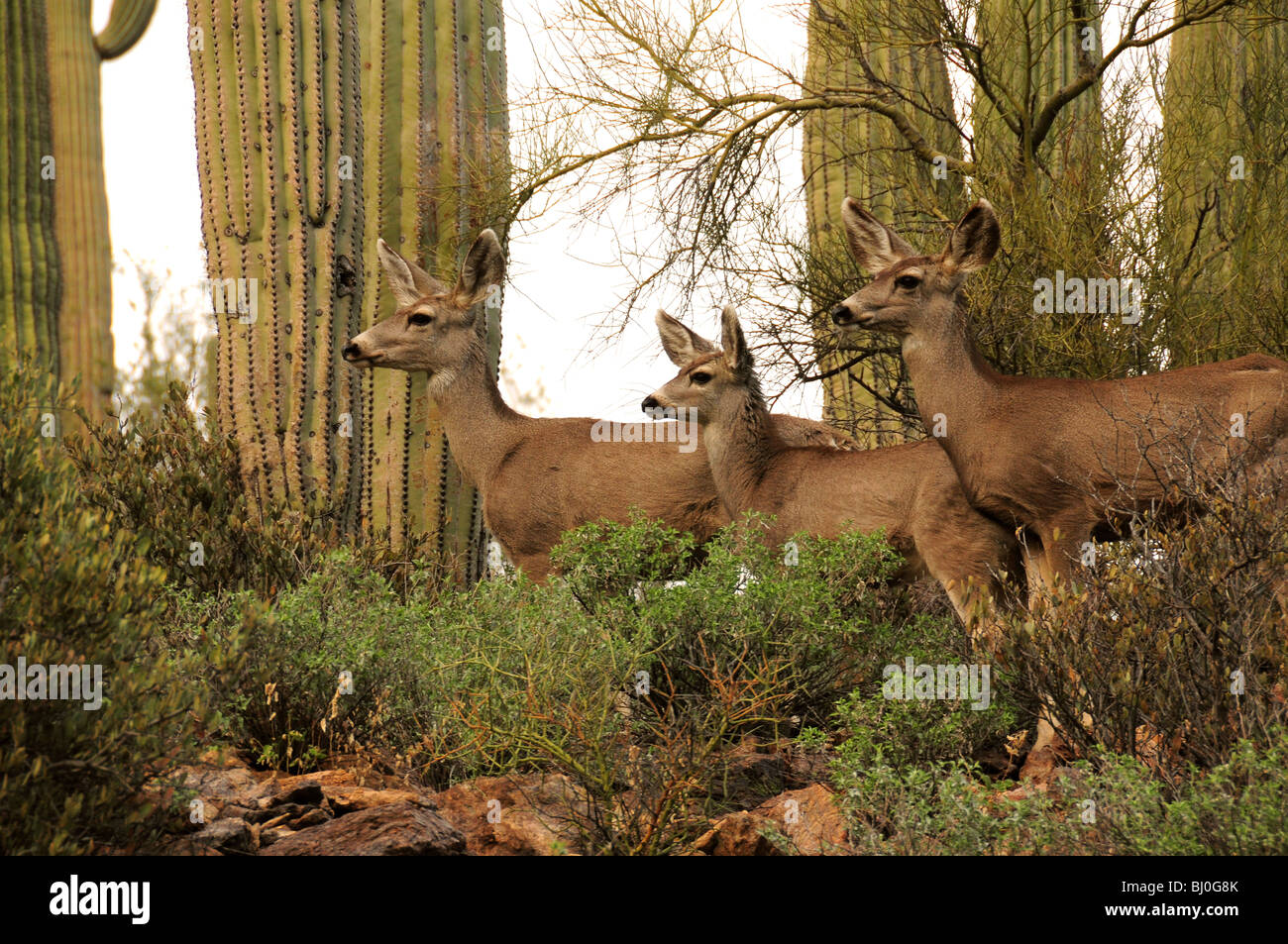 Sonoran desert mountains wildlife hi-res stock photography and images ...