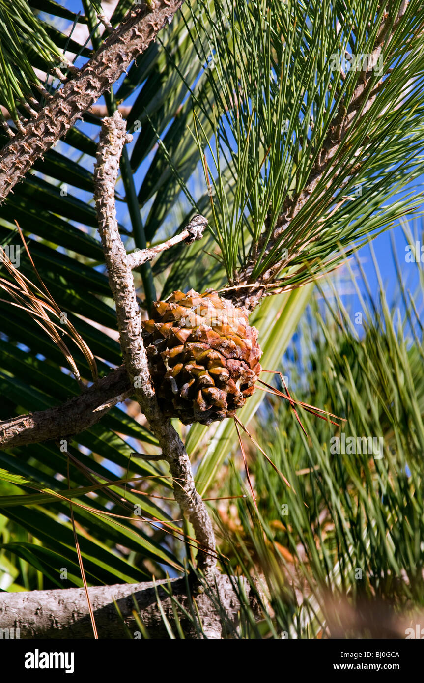 Cone scots pine hi-res stock photography and images - Alamy