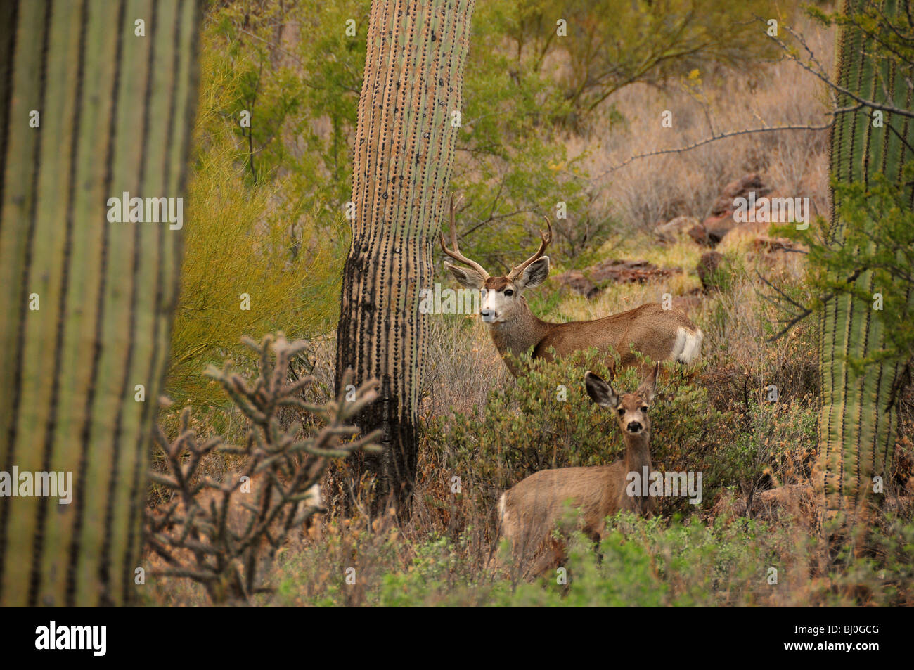 Mule deer, (Odocoileus hemionus), in the Tucson Mountains at Tucson ...