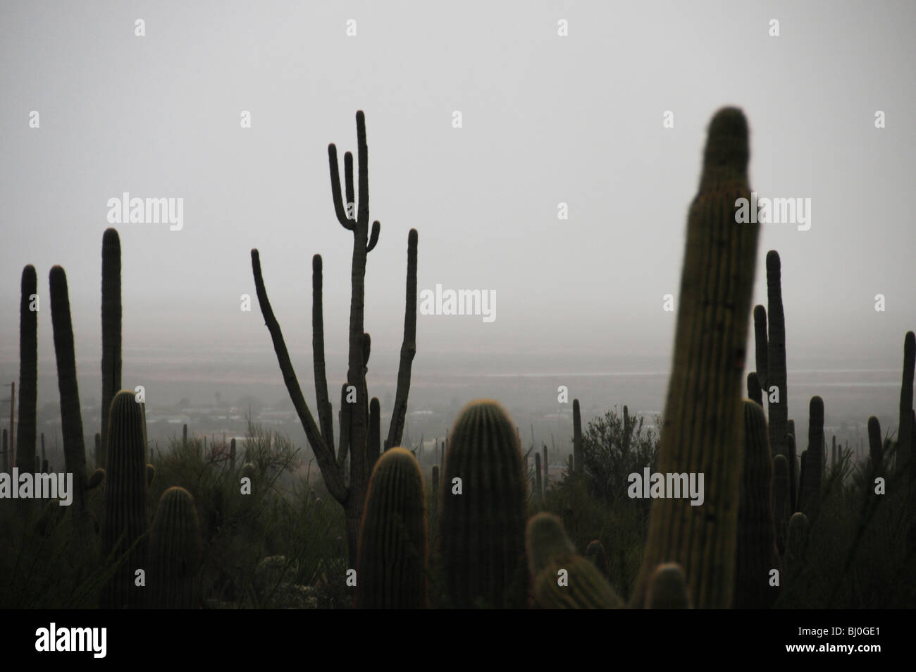 Wet cactus hi-res stock photography and images - Alamy