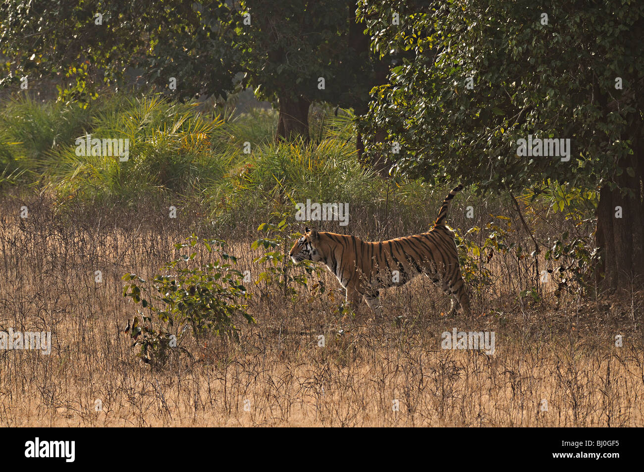 Male bengal tiger marking territory hi-res stock photography and images ...