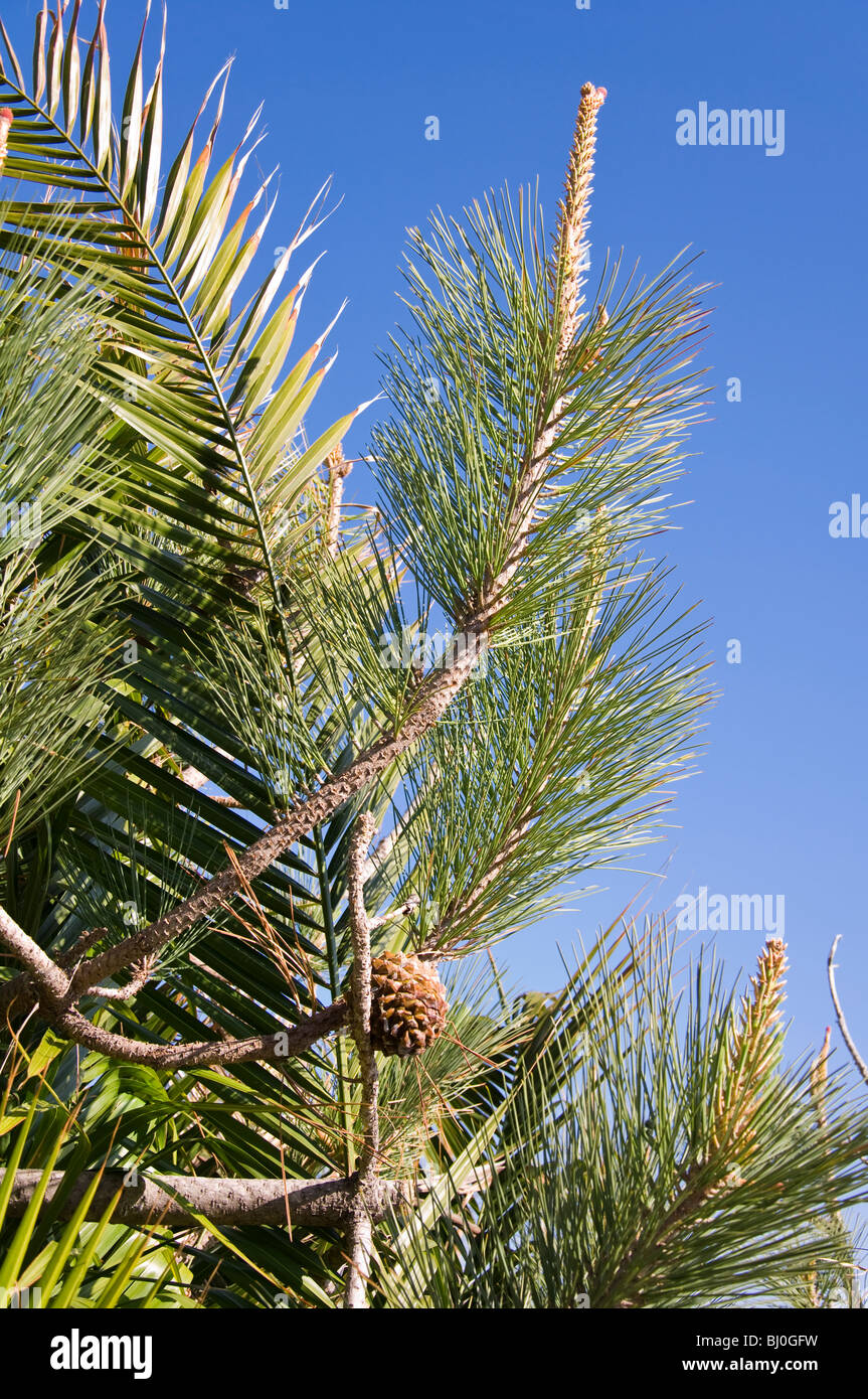 Cone scots pine hi-res stock photography and images - Alamy