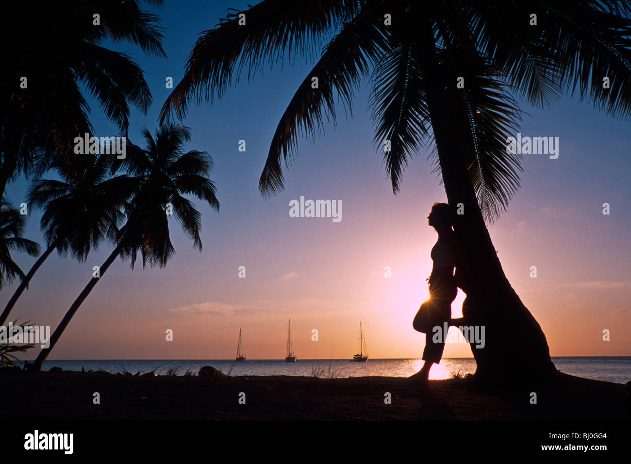 Female palm tree silhouette at sunset in glovers reef atoll hi-res ...
