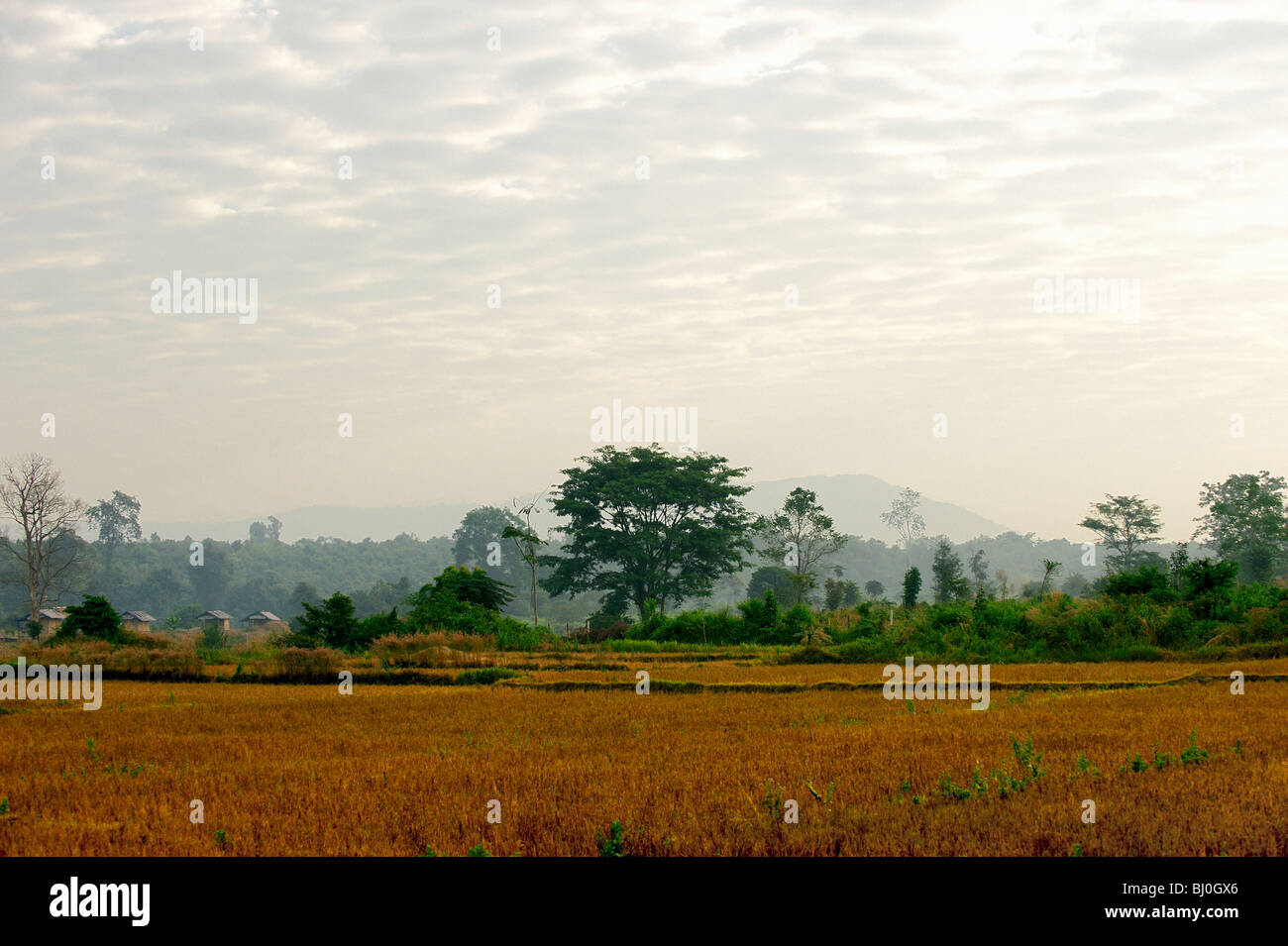 Paddy field lines hi-res stock photography and images - Alamy