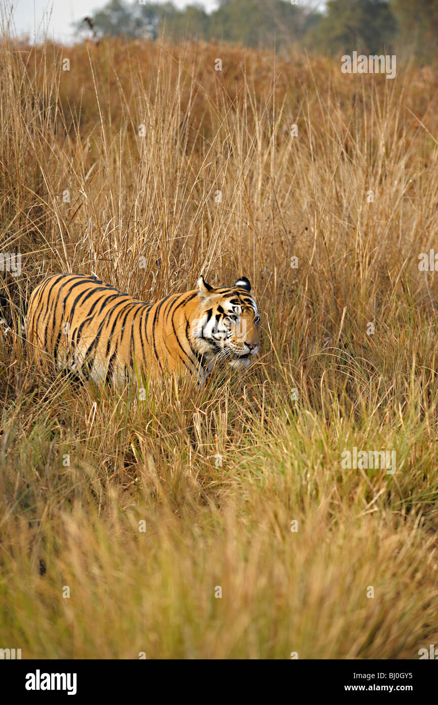 Kanha national park hi-res stock photography and images - Alamy