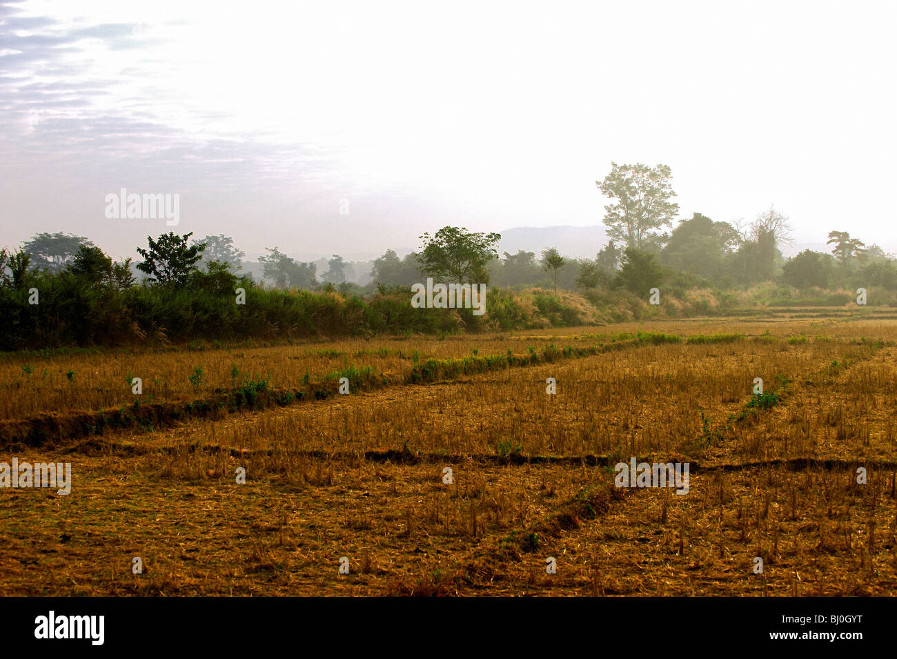 Paddy field lines hi-res stock photography and images - Alamy
