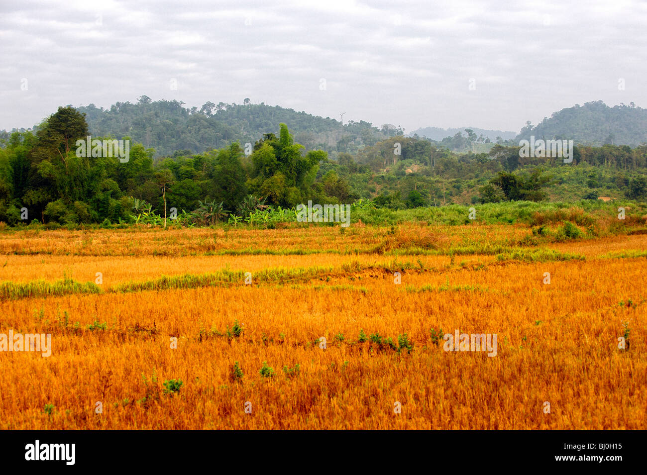 Paddy field. Laos Stock Photo - Alamy