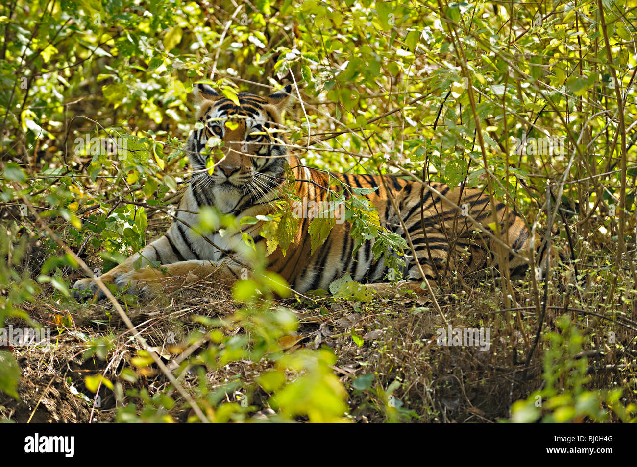 Bengal tiger camouflage hi-res stock photography and images - Alamy