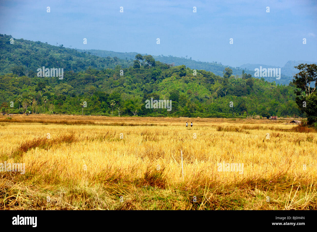 Paddy field. Laos Stock Photo - Alamy