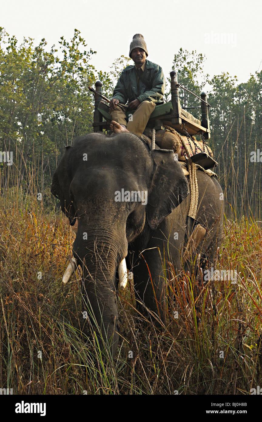 A working elephant and mahaout jungles of Kanha national park Stock ...