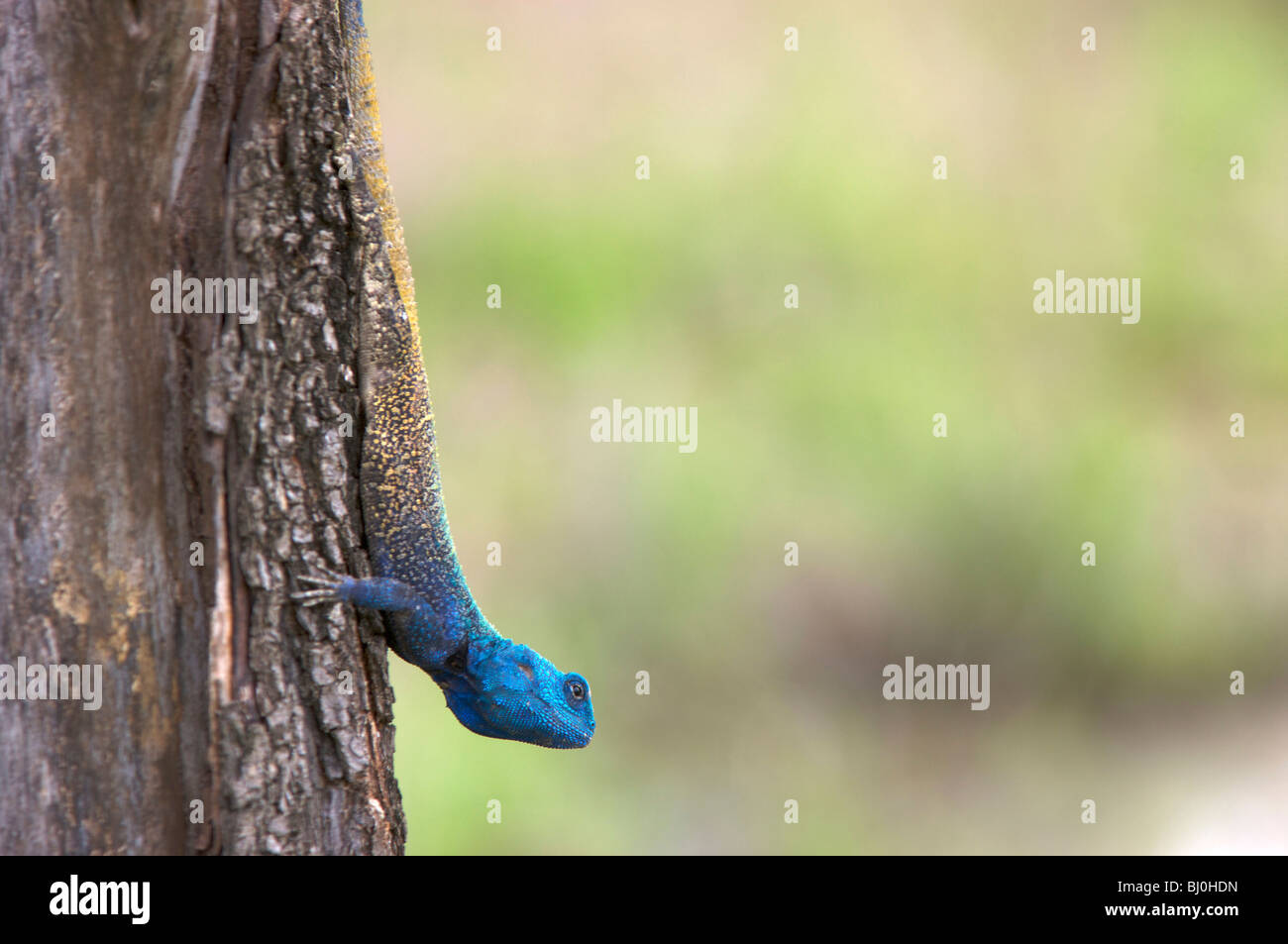 Southern tree agama hi-res stock photography and images - Alamy