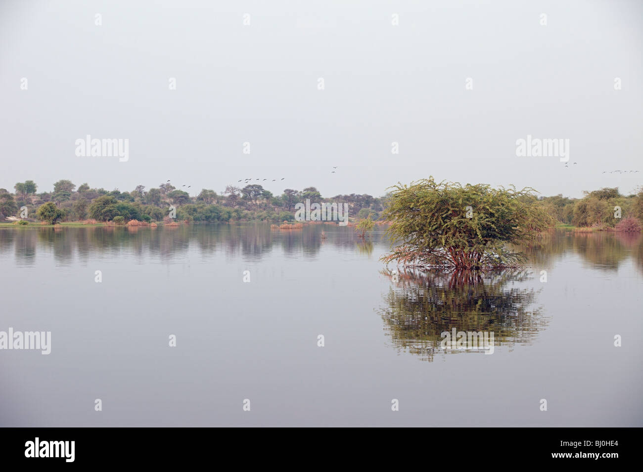 Boteti River in flow after 17 years of drought, Botswana Stock Photo ...