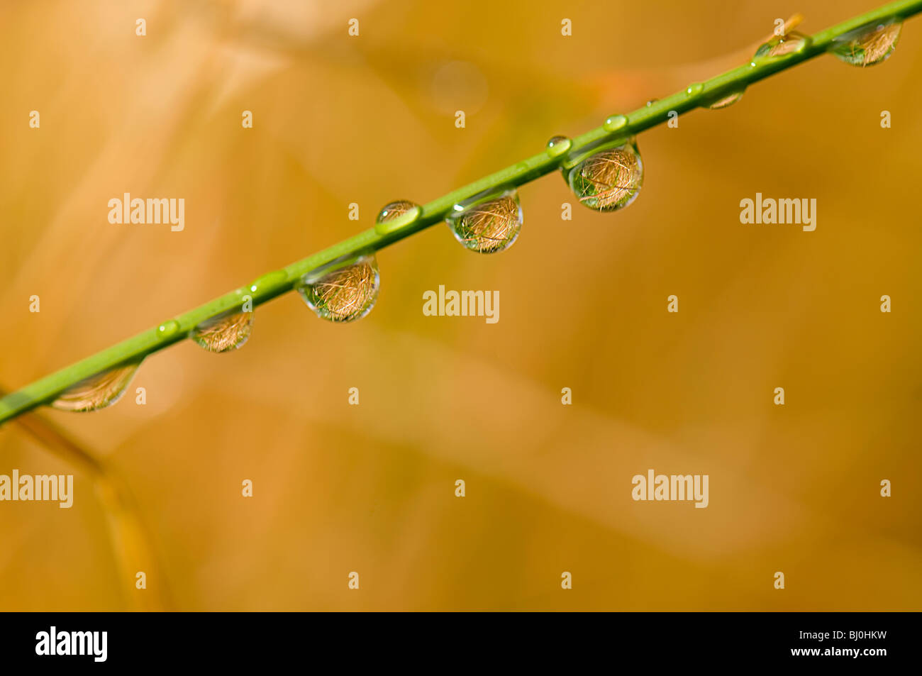 Dews dew hi-res stock photography and images - Alamy