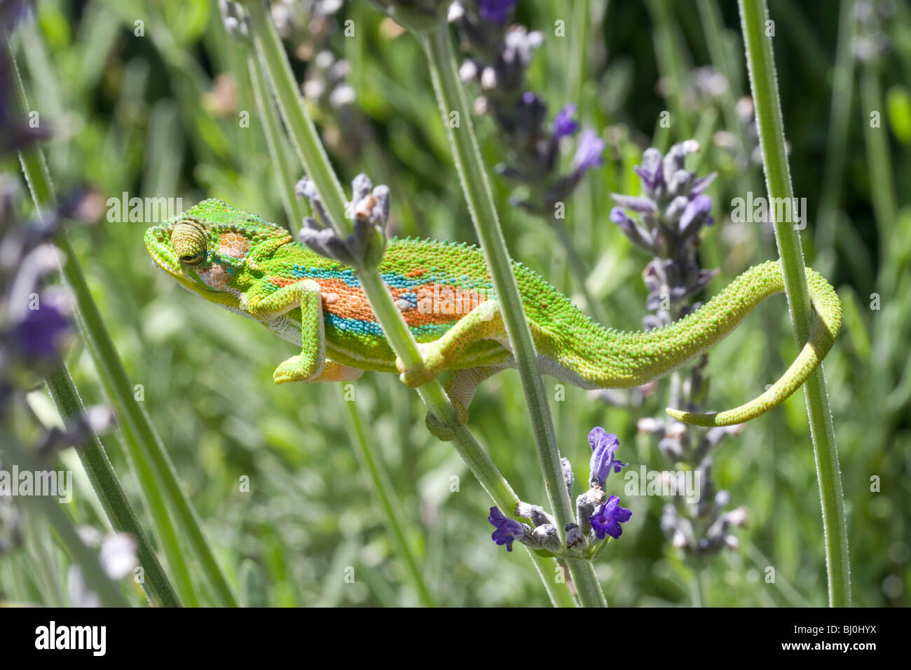 Cape Dwarf Chameleon (Bradypodion pumilum), Cape Town, Western Cape ...