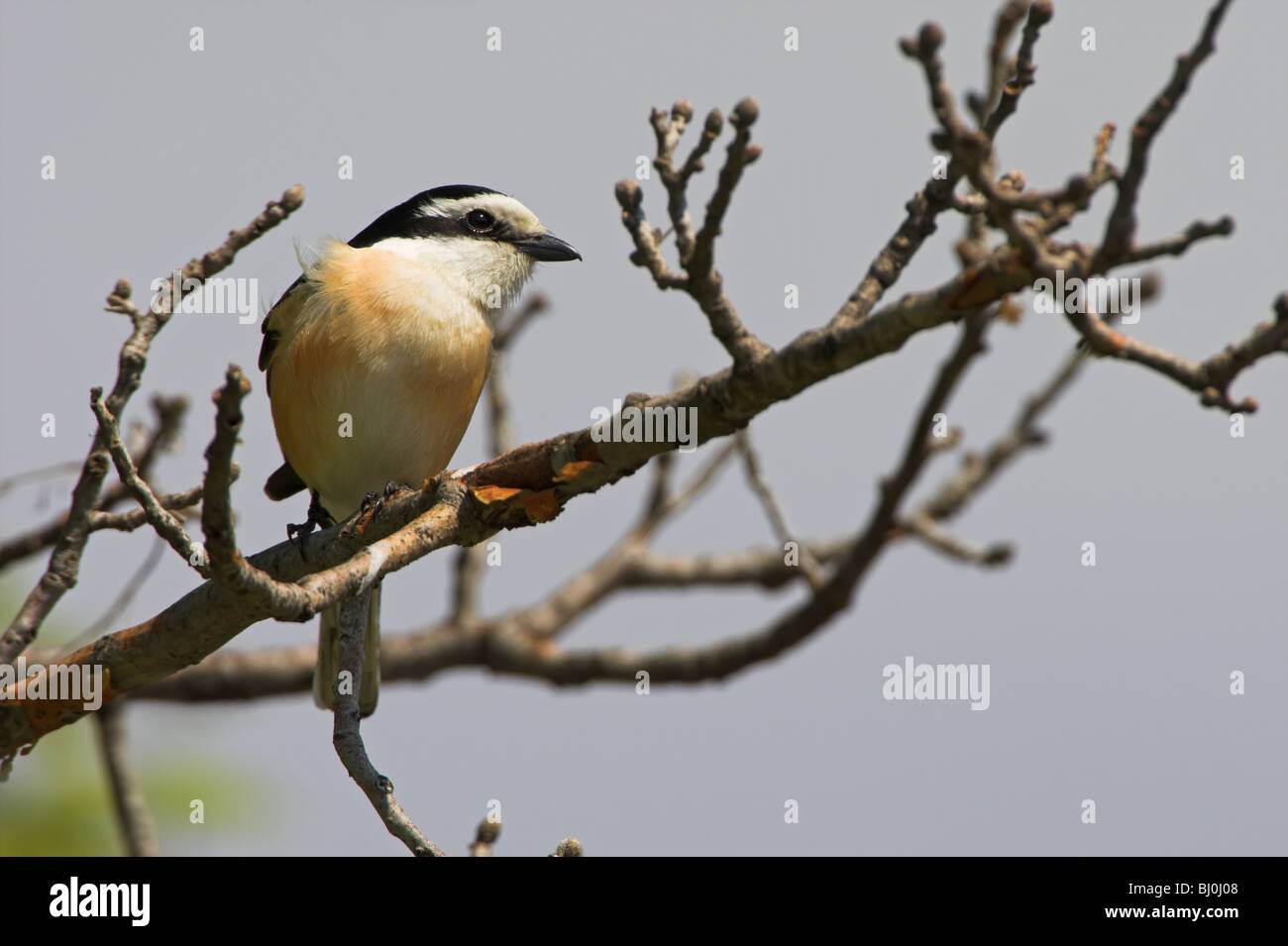 Masked Shrike Lanius nubicus Stock Photo - Alamy