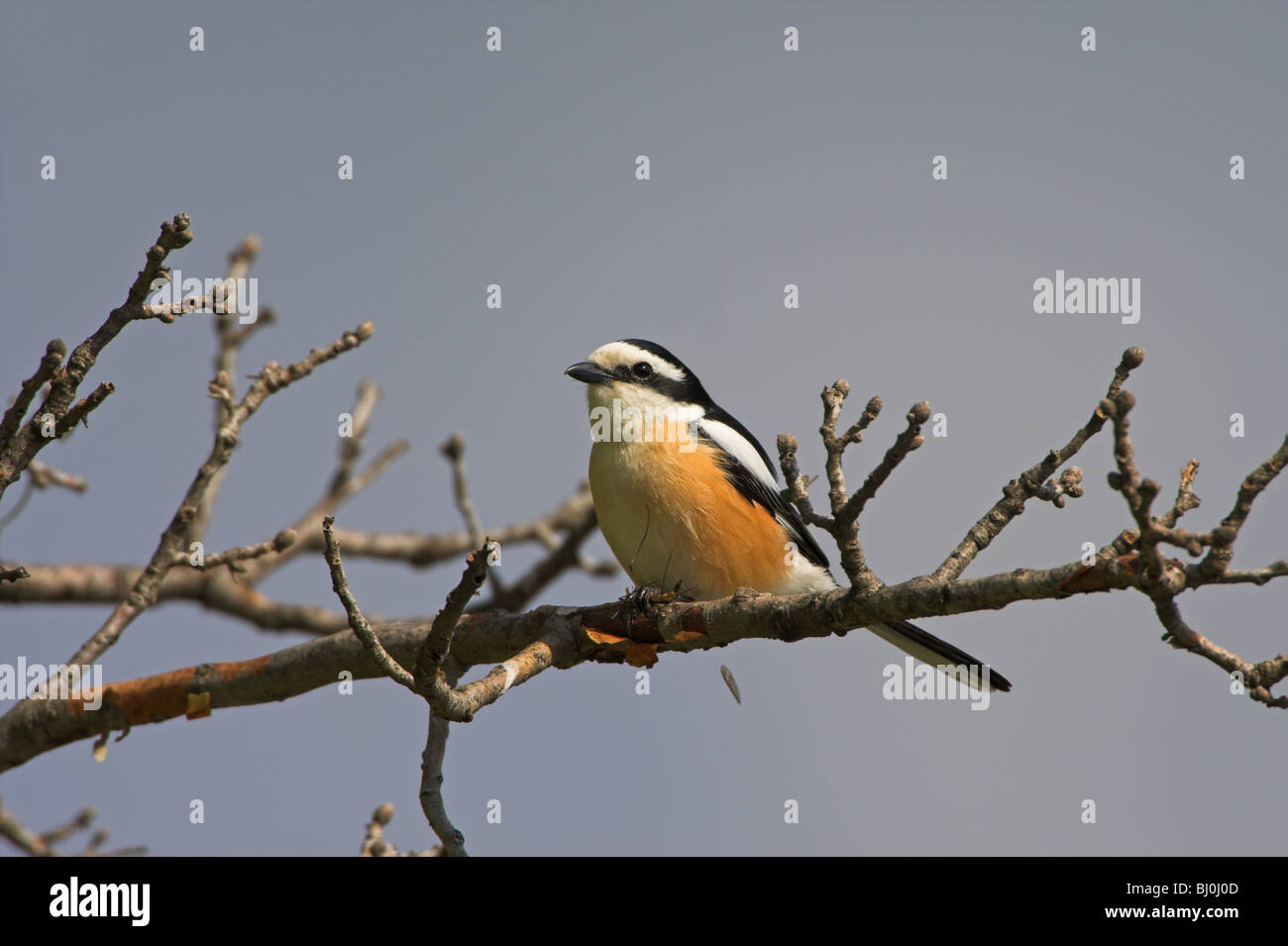 Masked Shrike Lanius nubicus Stock Photo - Alamy