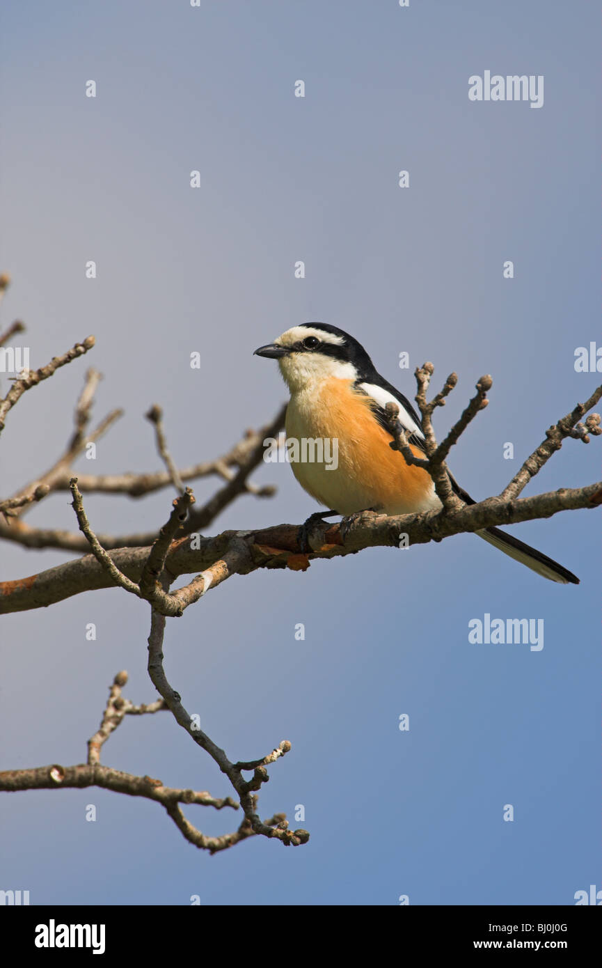 Masked Shrike Lanius nubicus Stock Photo - Alamy