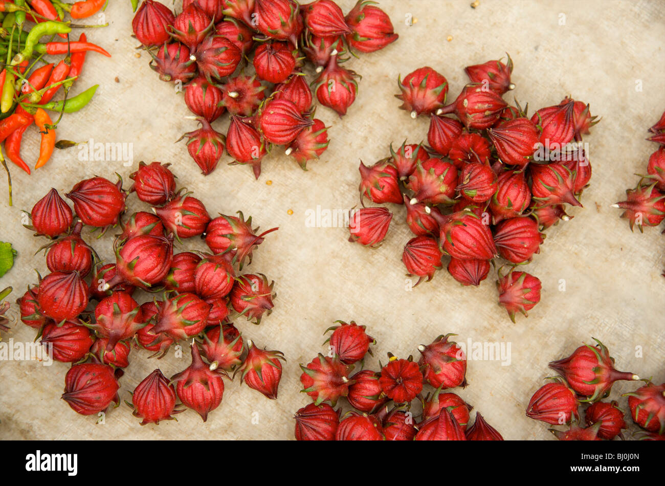 Hibiscus fruit hi-res stock photography and images - Alamy