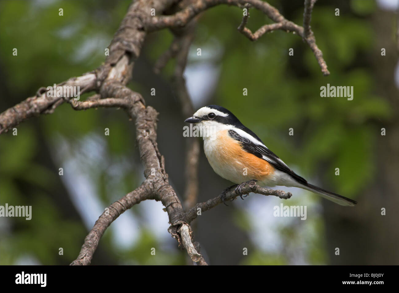 Masked Shrike Lanius nubicus Stock Photo - Alamy
