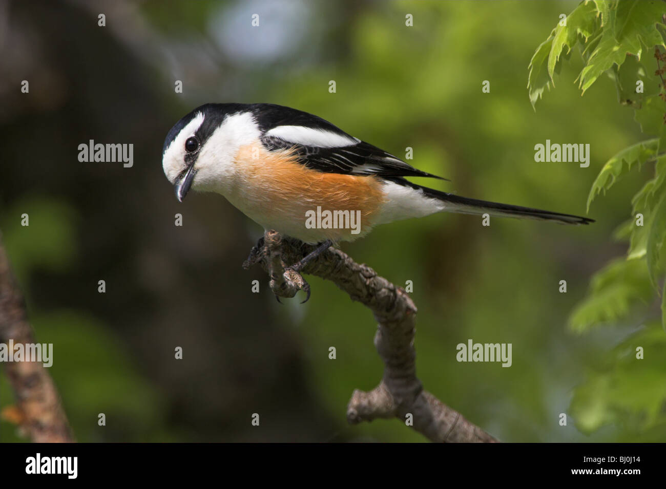 Masked Shrike Lanius nubicus Stock Photo - Alamy