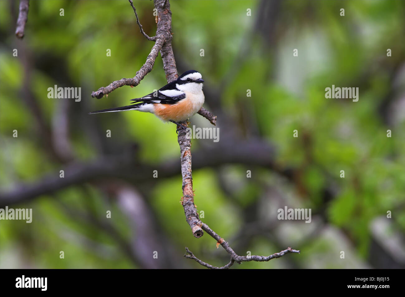 Masked Shrike Lanius nubicus Stock Photo - Alamy