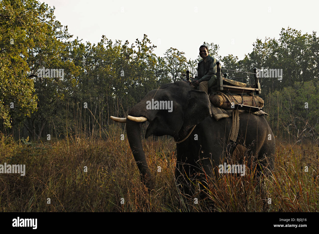 Working elephant hi-res stock photography and images - Alamy