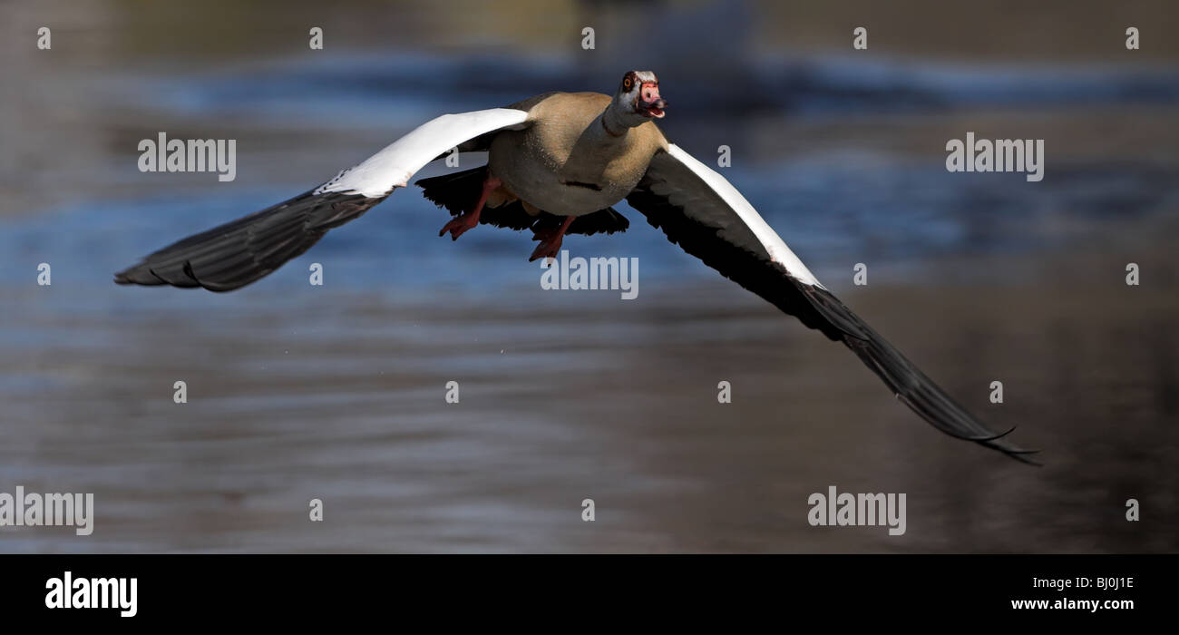 Alopochen aegyptiacus Egyptian Goose Stock Photo - Alamy