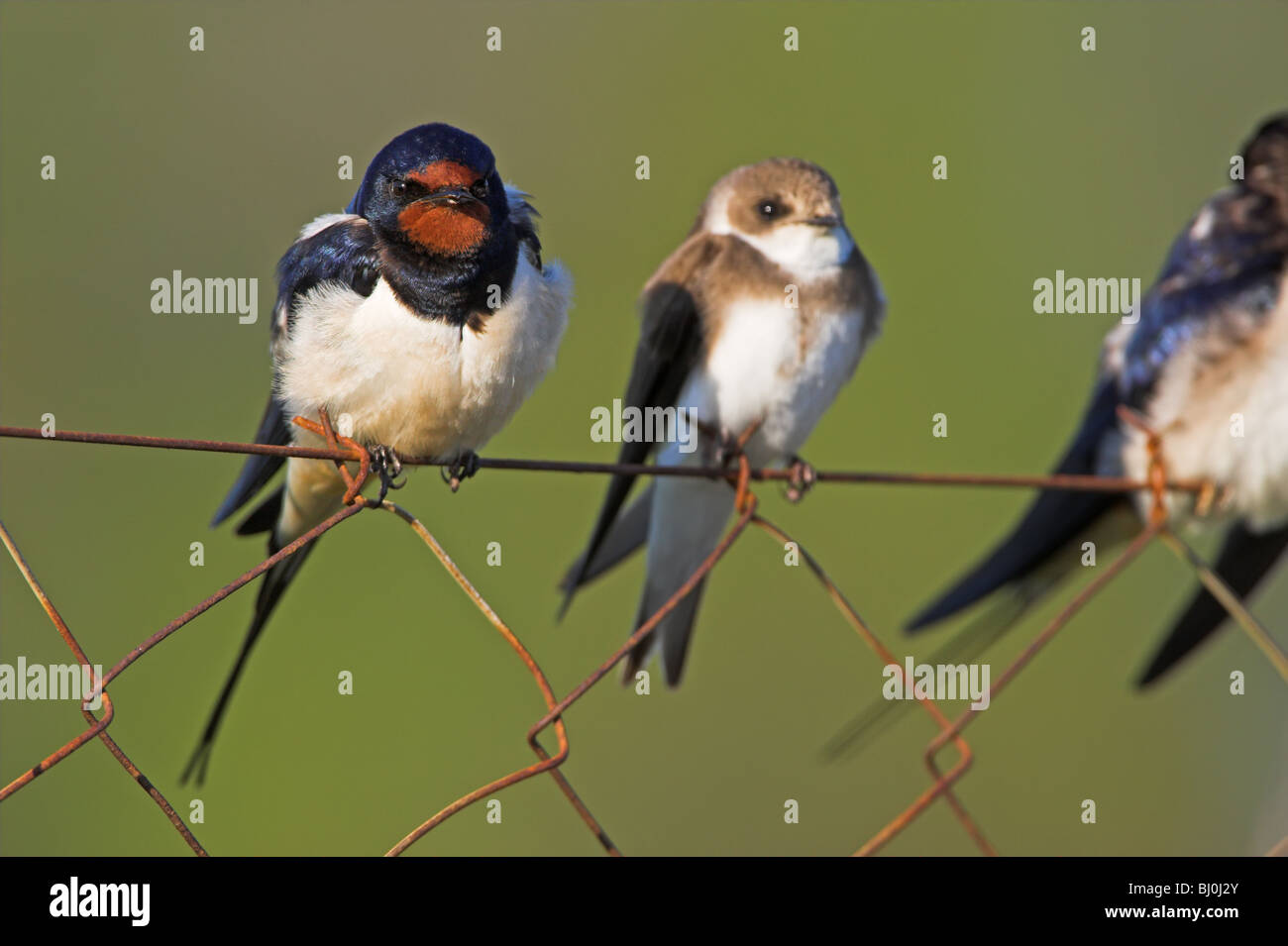 Barn Swallow Hirundo rustica Stock Photo - Alamy