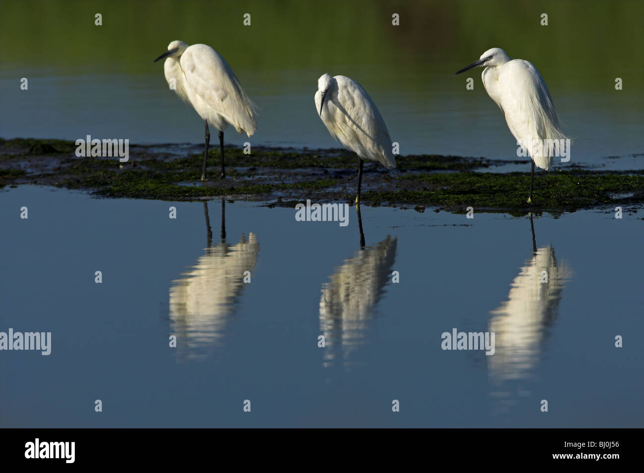 Little Egret Egretta garzetta Stock Photo - Alamy
