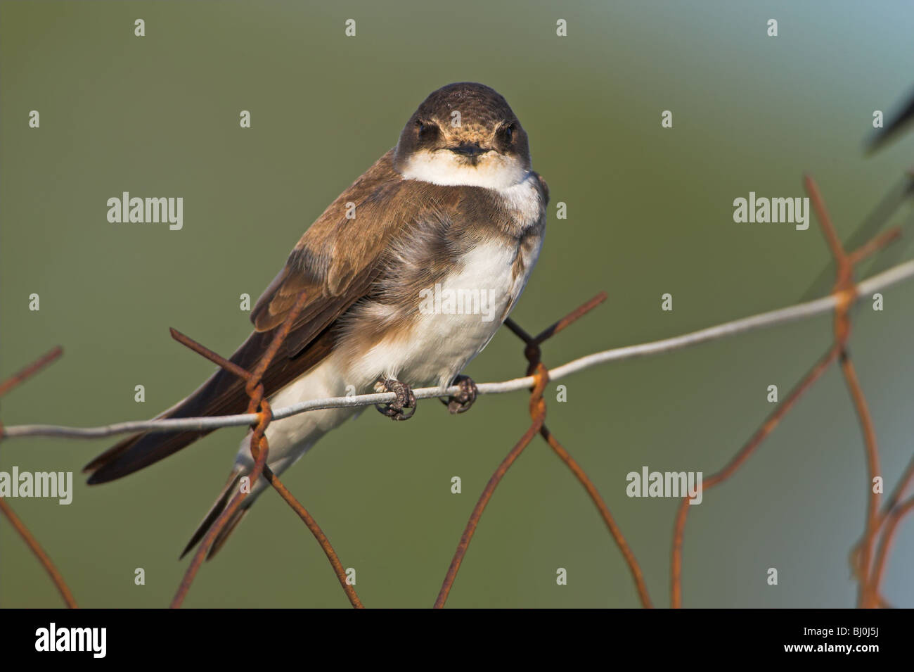 Sand Martin Riparia riparia Stock Photo - Alamy